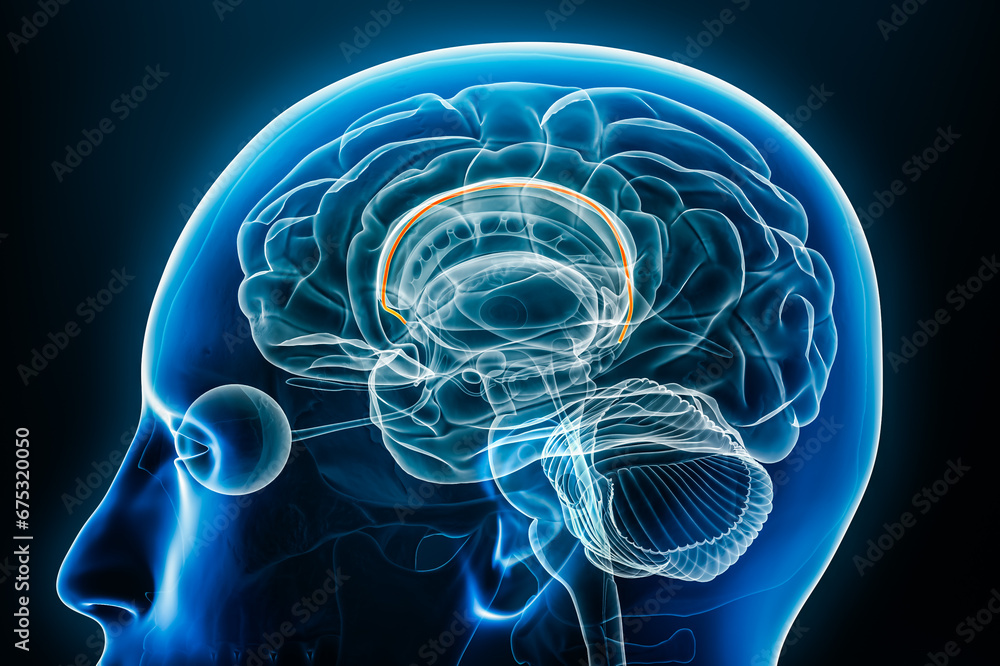 Indusium griseum x-ray profile close-up view 3D rendering illustration ...