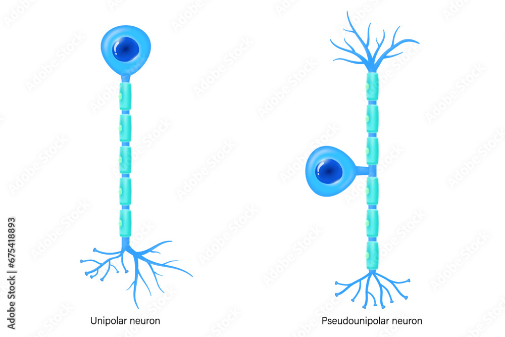 Unipolar neuron and Pseudo unipolar neuron structure vector. Nerve cell ... Unipolar neuron and Pseudo unipolar neuron structure vector. Nerve cell ...