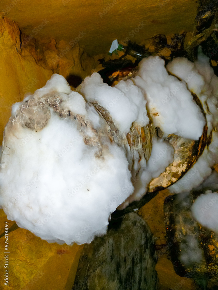 Creeping mold colonies on rotten wood and organic remains in the humid ...