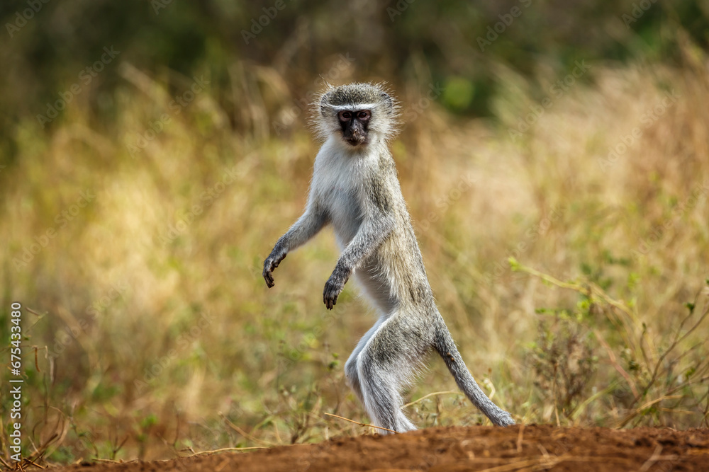 Vervet monkey standing up in alert in Kruger National park, South ...