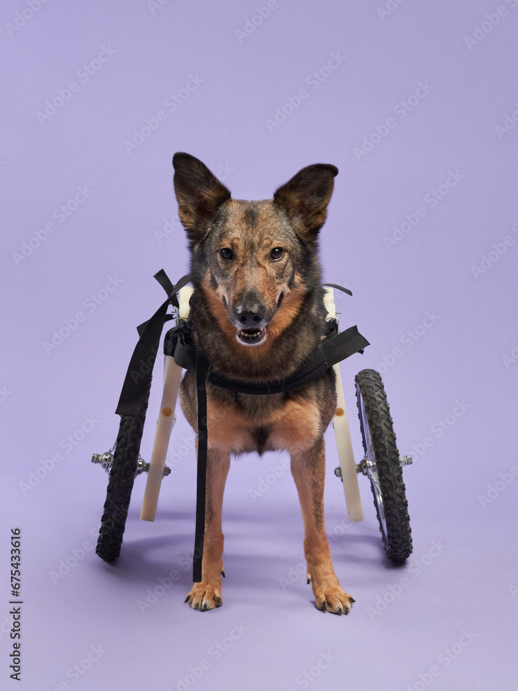 Resilient mix dog in a wheelchair, looking up with hope on a purple ...