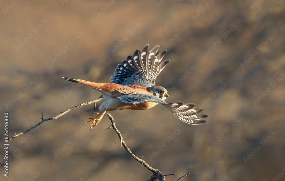 Image of a beautiful red footed falcon in mid-flight with its wings ...