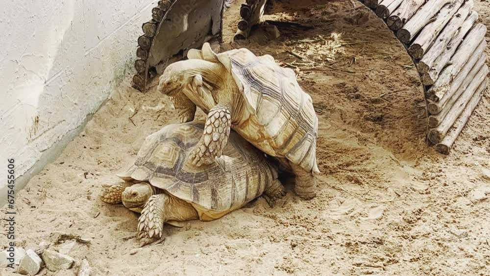 Close up 4K of two African spurred tortoises, sulcata, are breeding ...