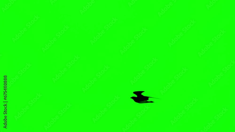 Real video of a bird flying on a green background, green screen Stock ...