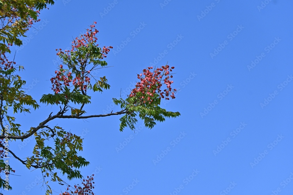 Flamegold rain tree ( Koelreuteria henryi ) fruits and seeds ...