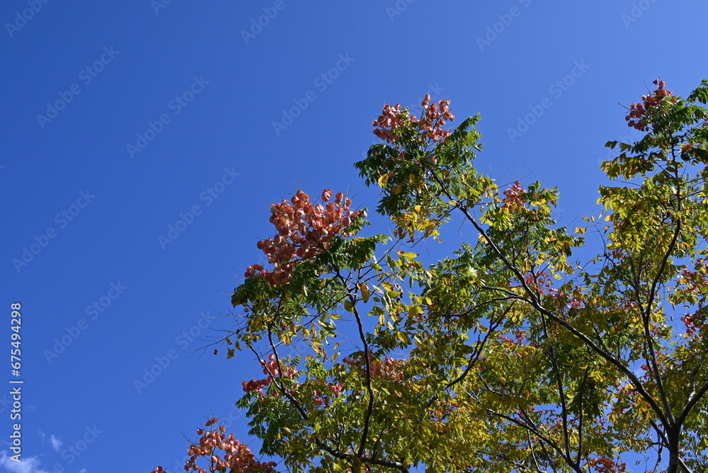 Flamegold rain tree ( Koelreuteria henryi ) fruits and seeds ...