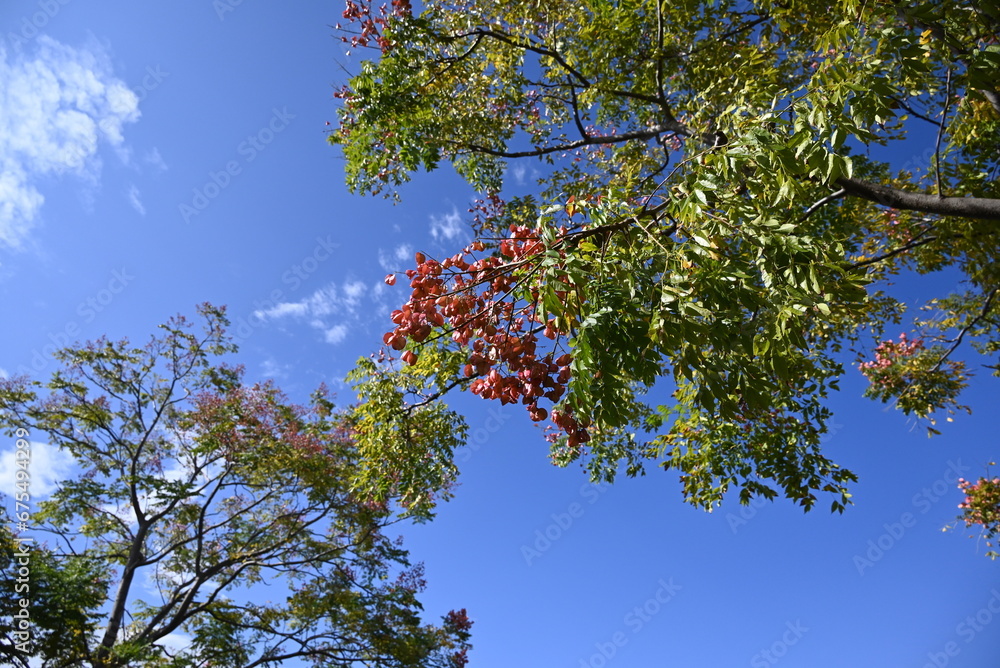 Flamegold rain tree ( Koelreuteria henryi ) fruits and seeds ...