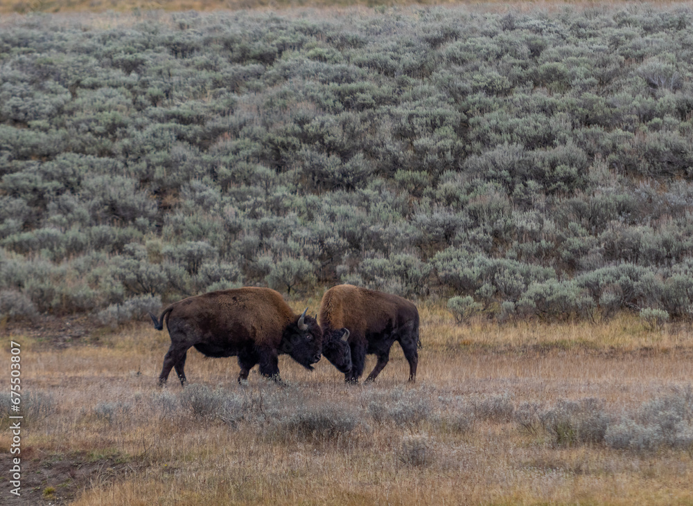American bison buffalo in Yellowstone park national park image shows ...