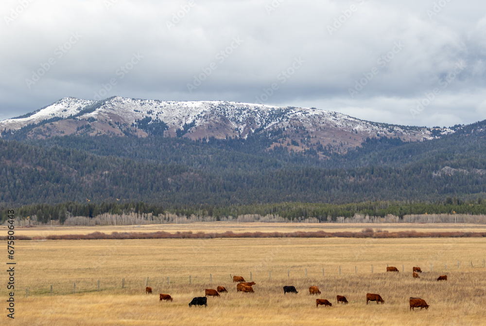 cattle grazing in a field at the bottom of a mountain, image shows a ...