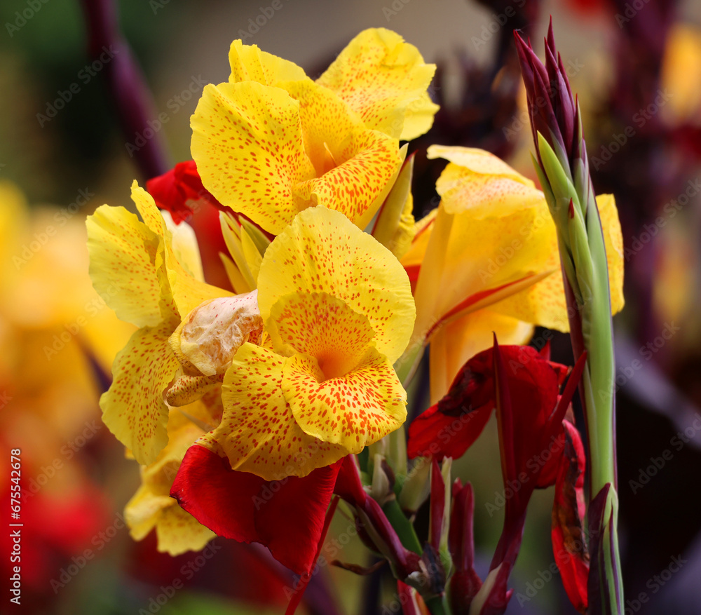 Canna or canna lily is the only genus of flowering plants in the family ...