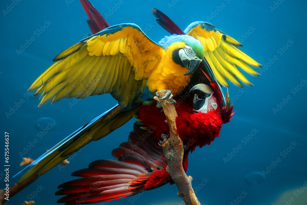 The Blue-and-Yellow Macaw, also known as the Blue-and-Gold Macaw and ...