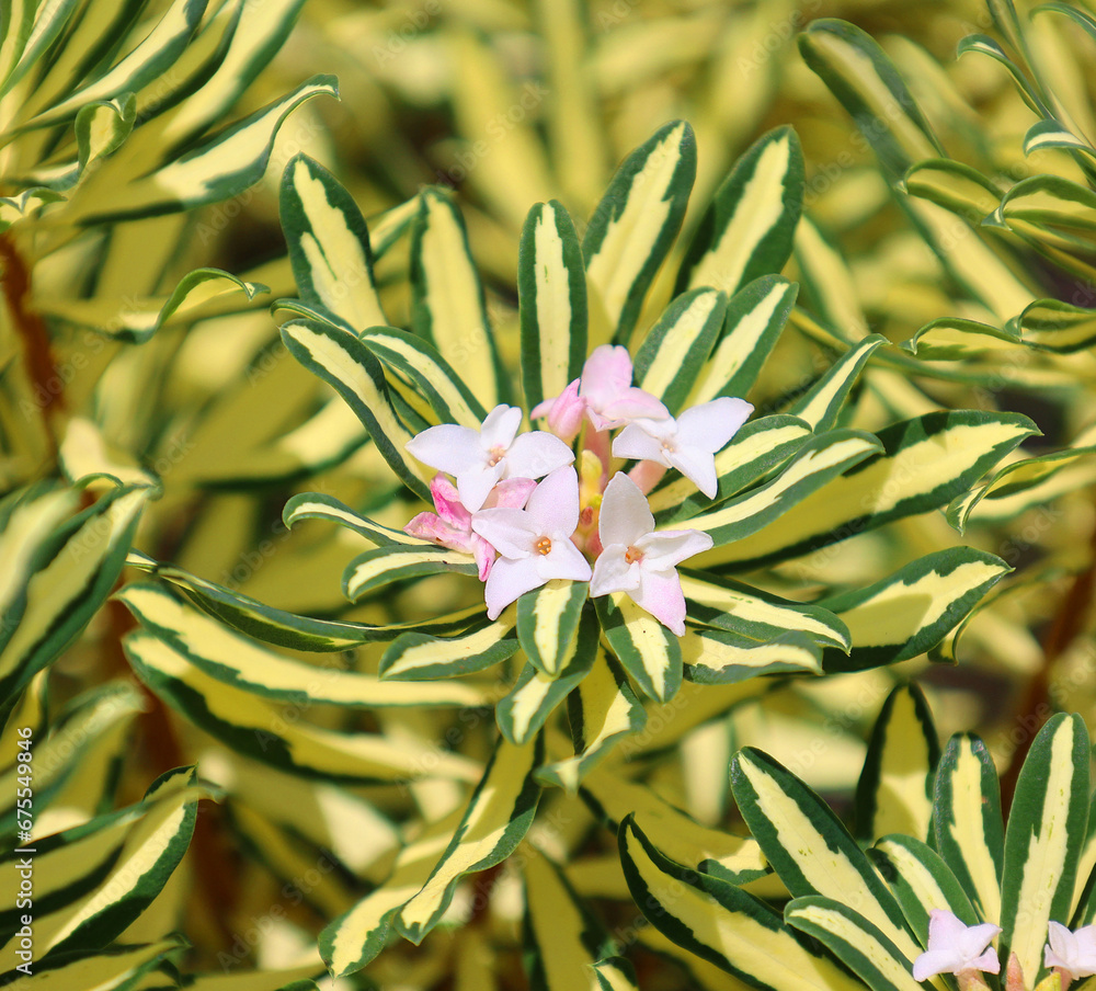 Burkwood daphne is a genus of between 70 and 95 species of deciduous ...