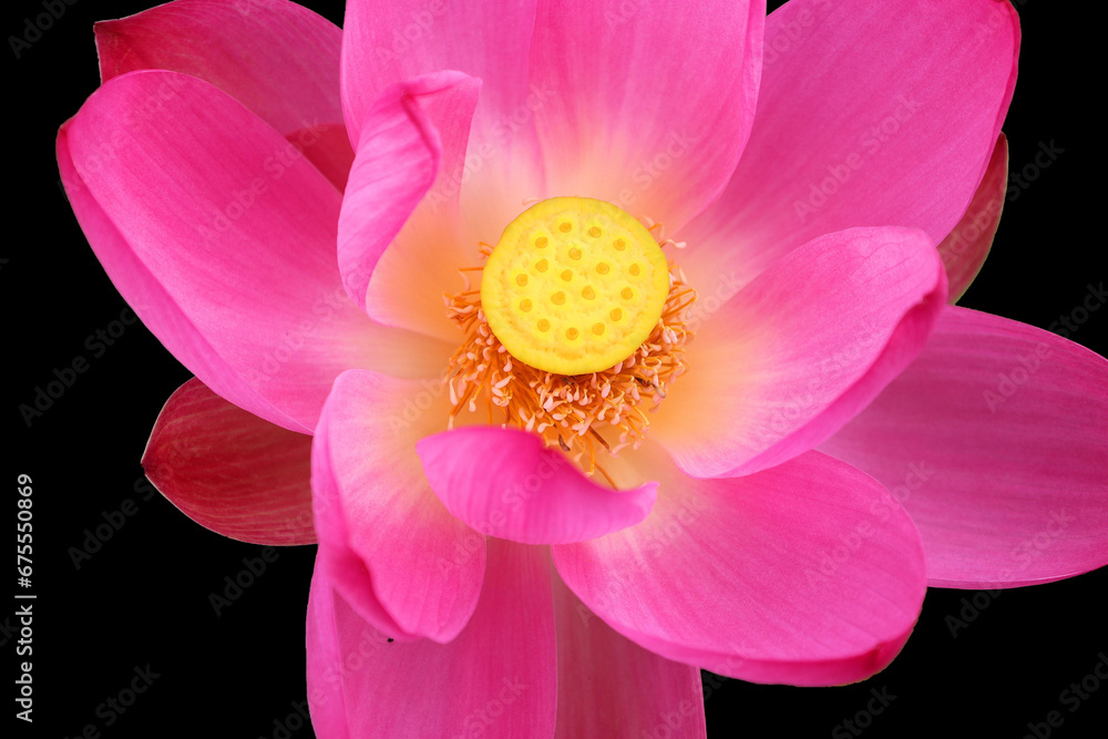Lotus flower Nelumbo nucifera, known by a number of names including ...