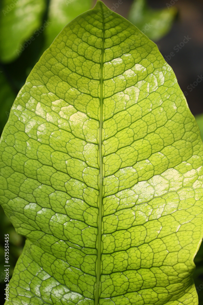 Crocodile Fern (Microsorum Musifolium ‘Crocodyllus’) is a tropical ...