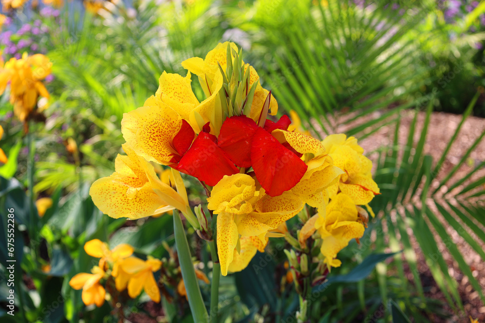 Canna or canna lily is the only genus of flowering plants in the family ...