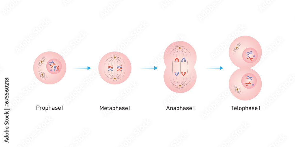 Poster Meiosis 1 Phases Scientific Design. Vector Illustration. – Wall ...