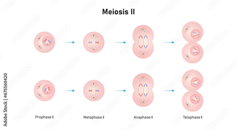 Meiosis 2 Phases Scientific Design. Vector Illustration. Stock Vector ...