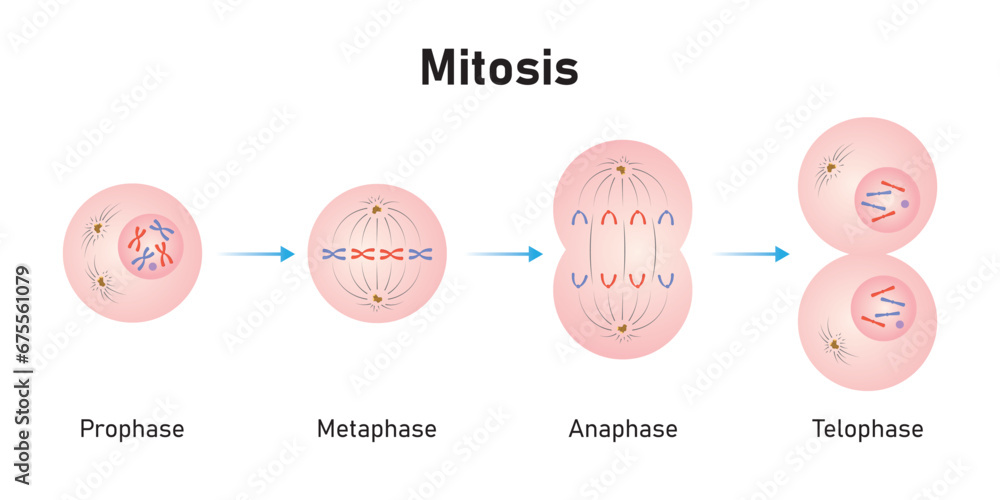Mitosis Phases Scientific Design. Vector Illustration. Stock Vector ...