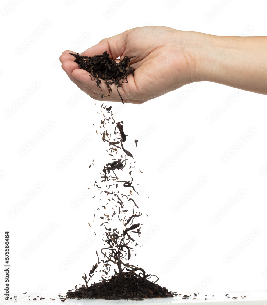 Hand pouring black tea leaf from palm. Woman pour green tea leave down ...