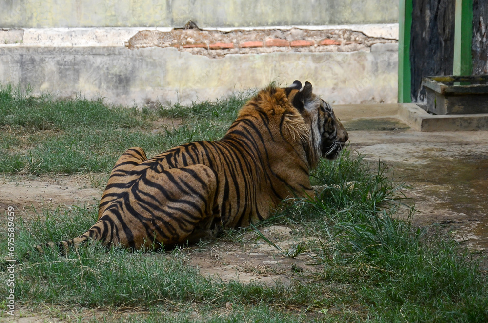 The tiger (Panthera tigris) is the largest living cat species from the ...