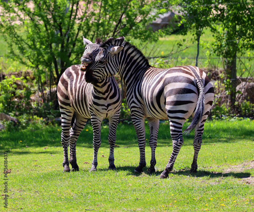 Burchell's zebra is a southern subspecies of the plains zebra. It is ...