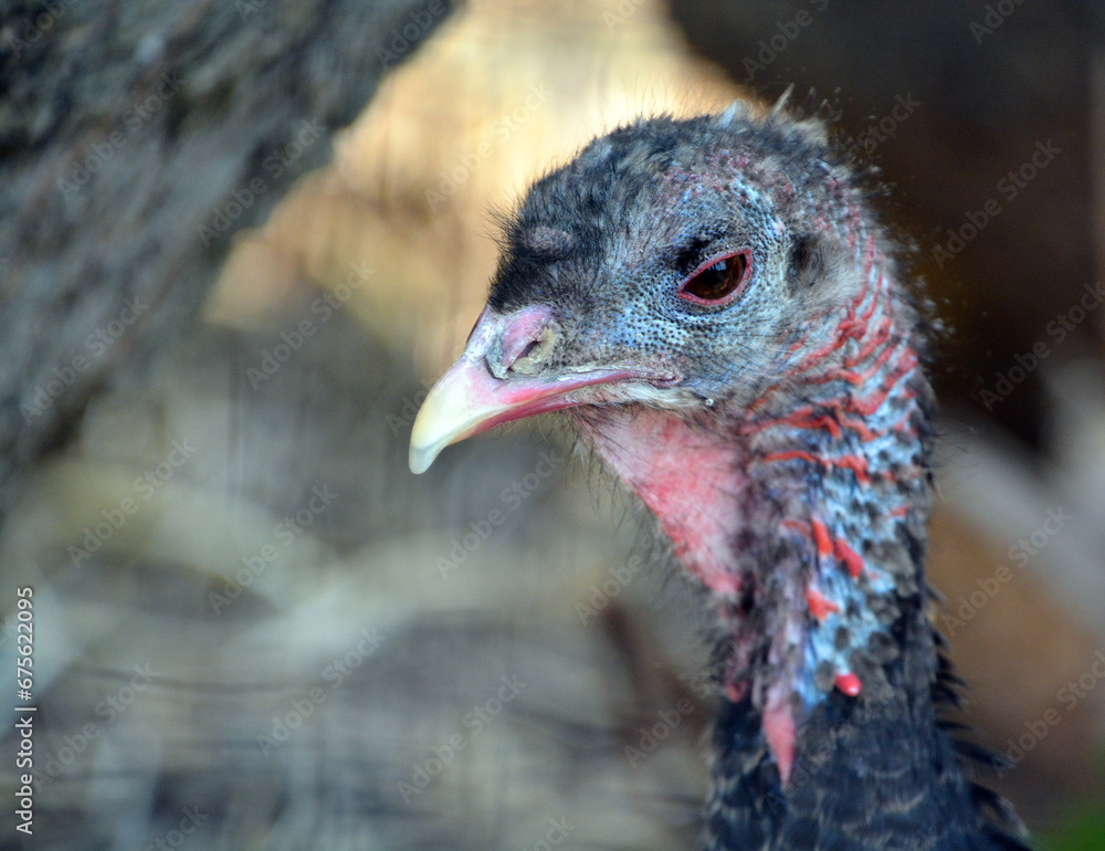 The wild turkey is an upland ground bird native to North America and is ...