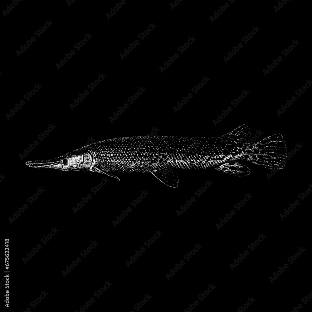 Alligator Gar hand drawing vector isolated on black background. Stock ...