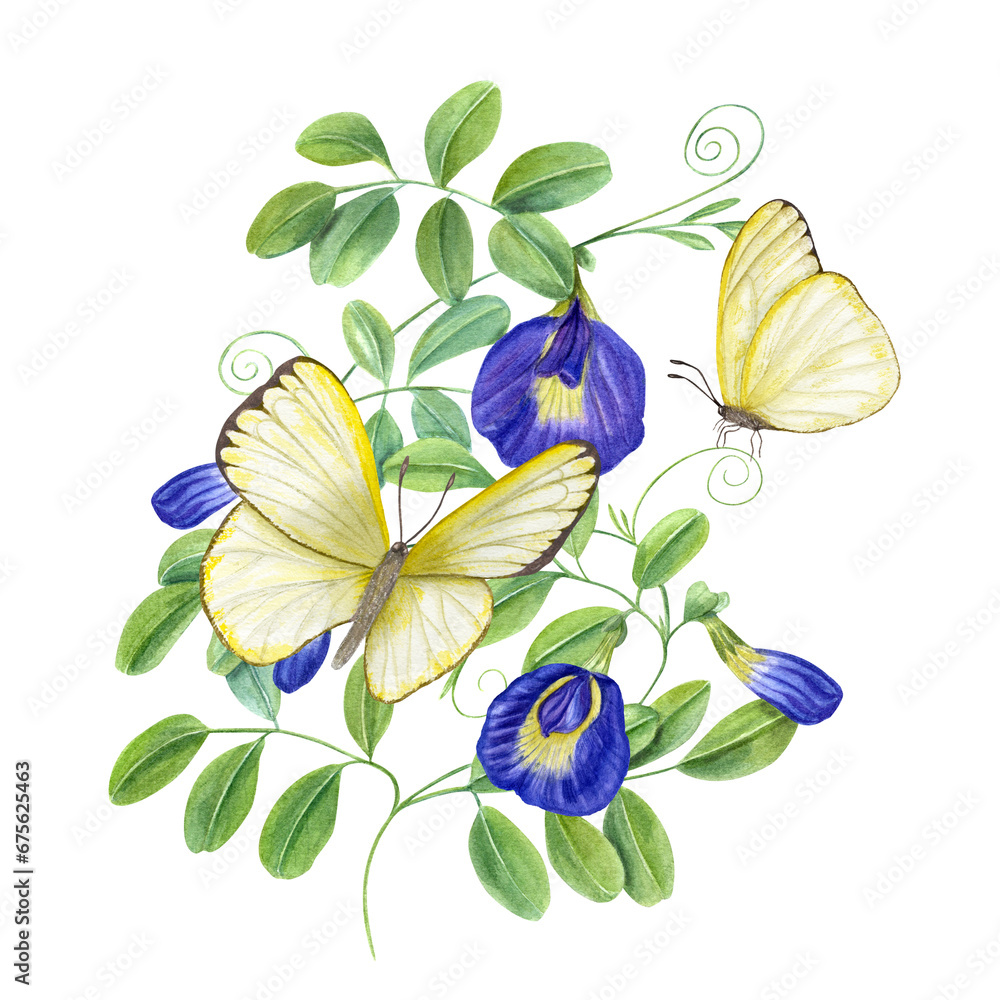 bending branches of blue clitoria ternatea and yellow butterflies ...