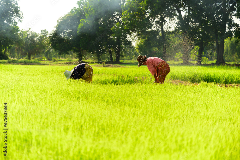 Two woman Asian rice farmer working and kick off the ground at green ...