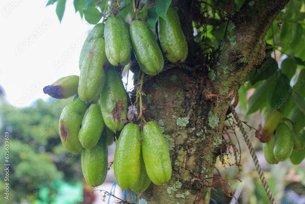 Vegetable starfruit is a kind of small tree that is thought to have ...