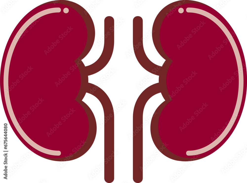 ANATOMICAL HUMAN KIDNEY DRAWING IN CARTOON VECTOR ILLUSTRATION Stock ...