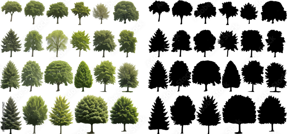 Silhouettes of Pine Trees set, Tree and Firs against a White Background ...