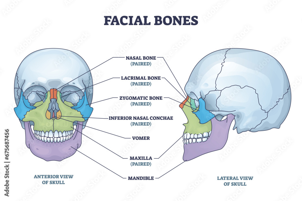Facial bones with anterior and lateral view of human skull outline diagram. Skeletal anatomy ...