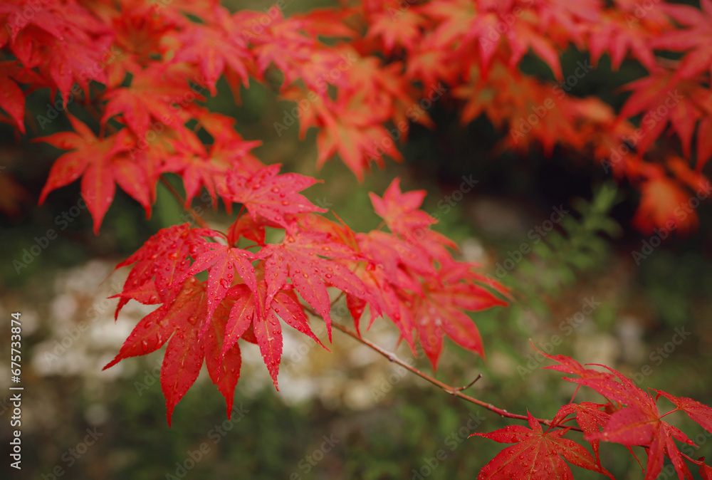 Beautiful autumn leaves that turned red in autumn in Japan. Japanese ...