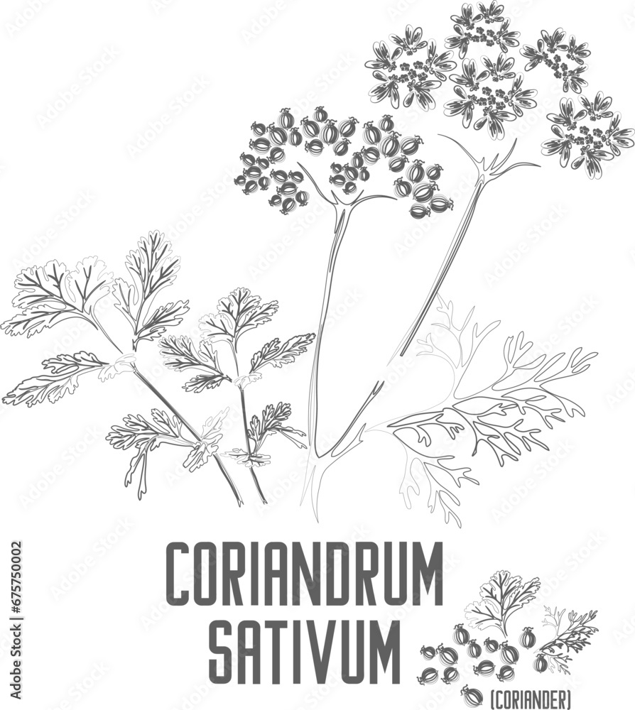 Coriander vector contour. Coriandrum sativum plant outline. Set of ...