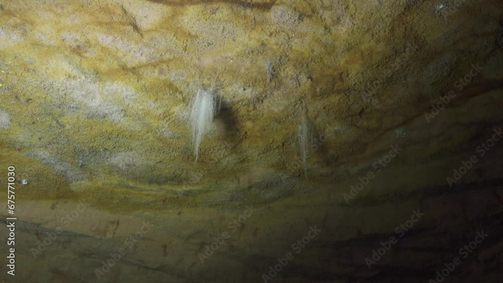Silvery mold fungi (Mucor mucedo) grows in a cave without light ...