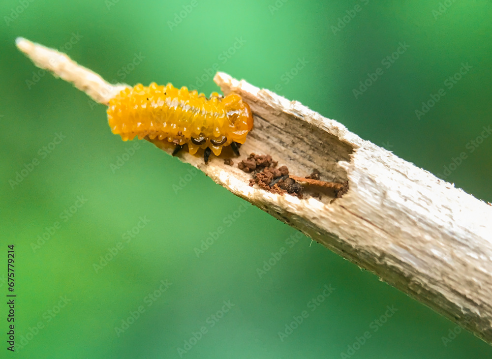 The pupae of caterpillars are yellow. Slug moth larvae (family ...