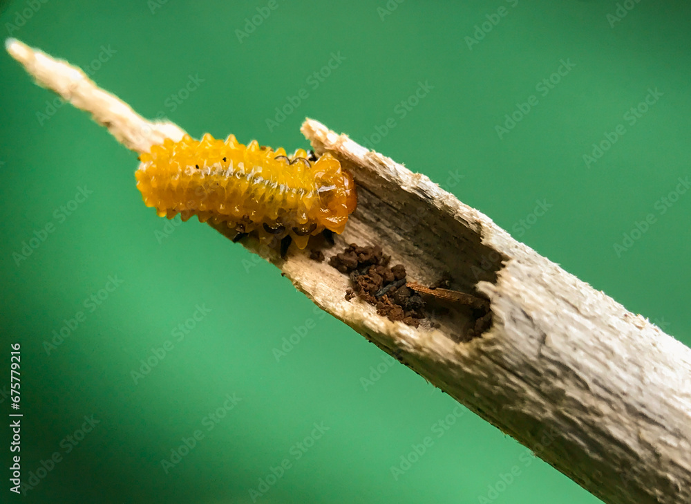 The pupae of caterpillars are yellow. Slug moth larvae (family ...