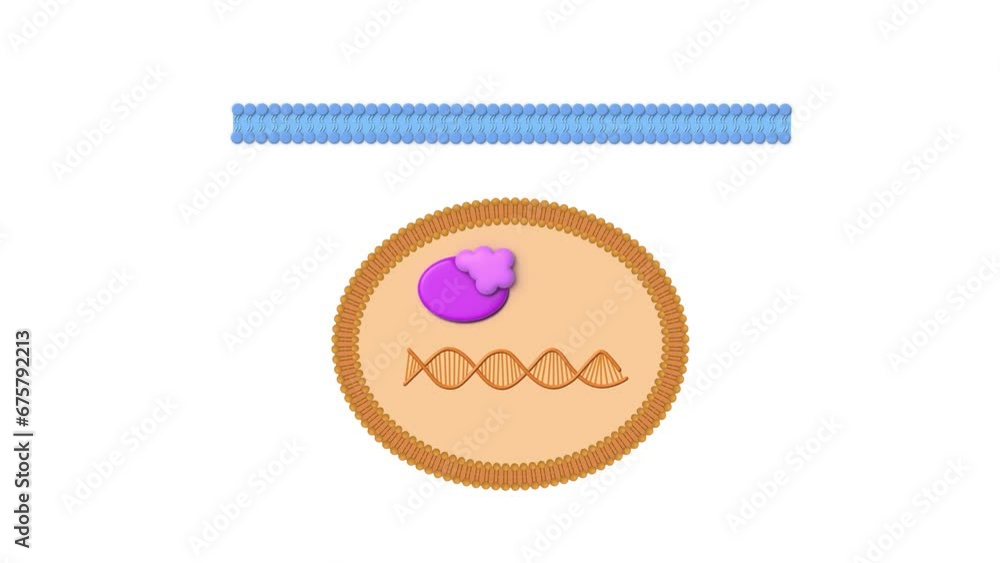 Ligand, cell membrane, nuclear membrane, intracellular receptor DNA ...