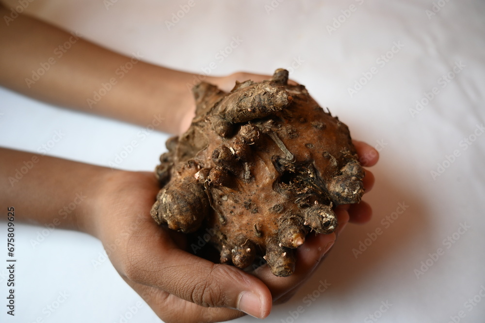 Elephant foot yam. It is a tropical tuber crop grown primarily in ...