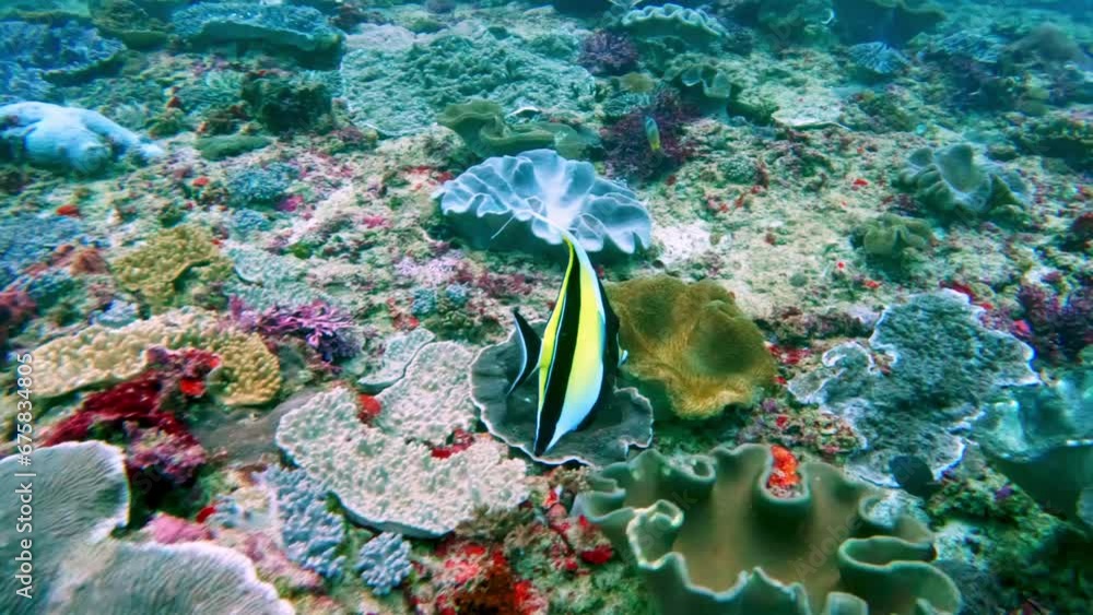 Beautiful Underwater Colorful Tropical Reef World and Sea Fish. Bright ...