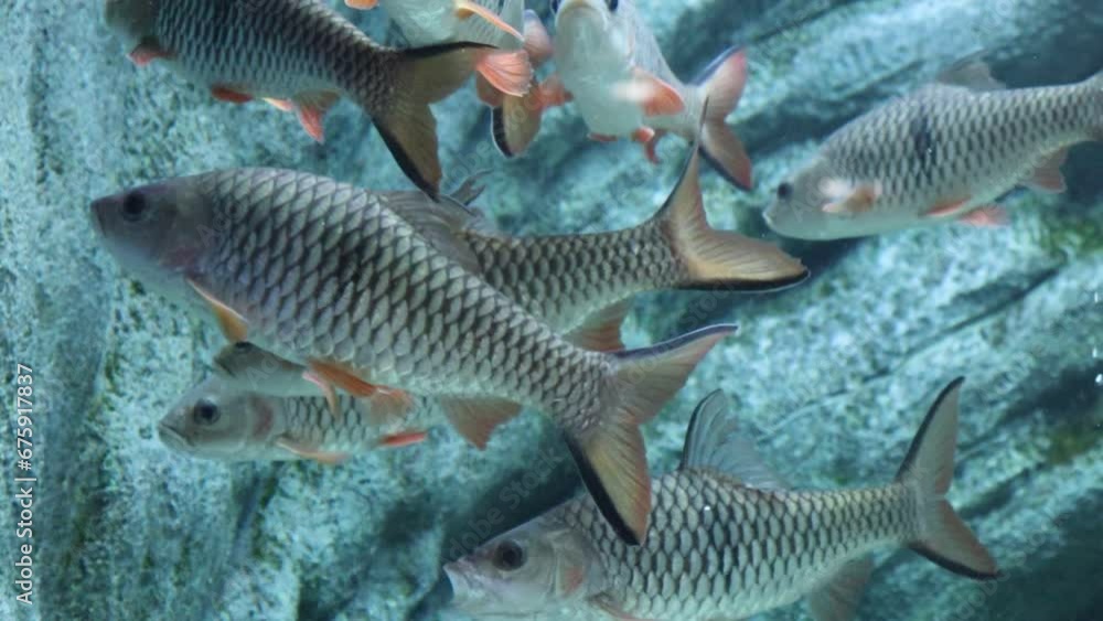 The Golden Belly Barb fish, Puntius daruphani, Hypsibarbus wetmorei ...