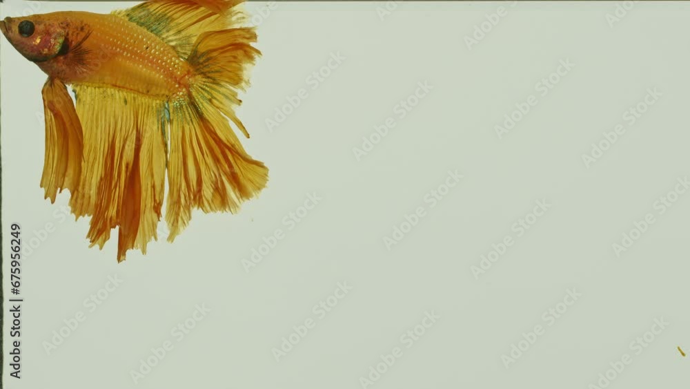 Vidéo Stock .Yellow fighting fish.When a fighting fish encounters an ...