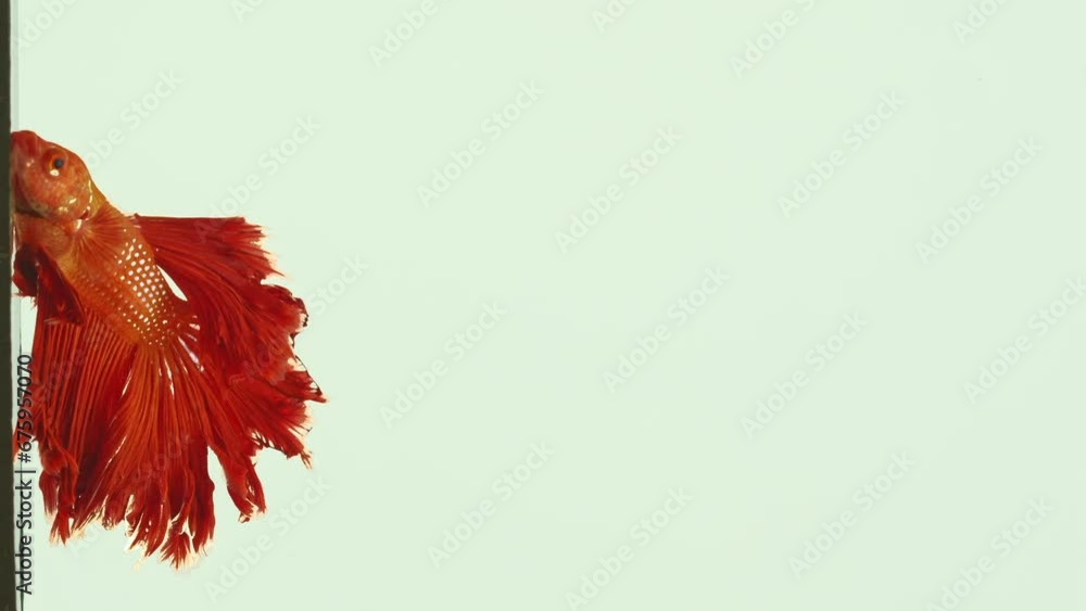 A Red fighting fish shakes its fins in the clear water..When the ...