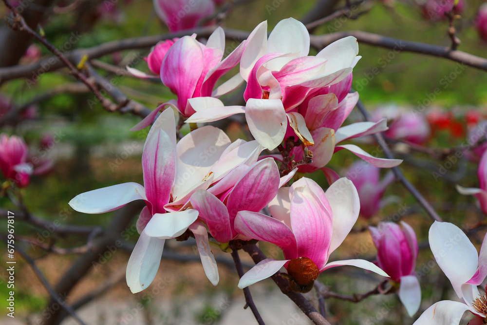 Magnolia tree flower is a large genus of about 210 flowering plant ...