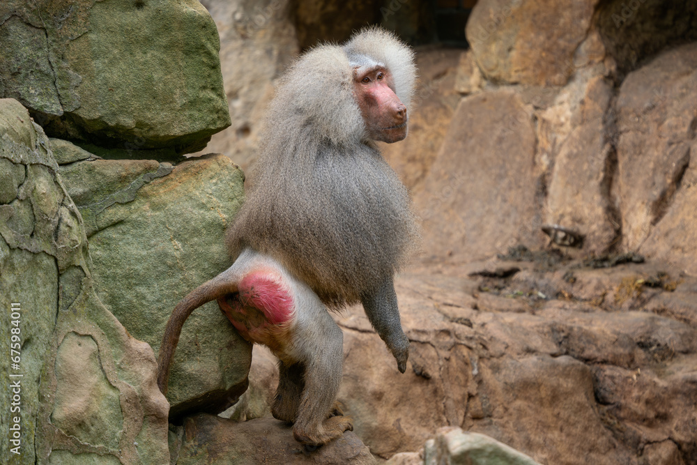 Hamadryas Baboon - Papio hamadryas, beautiful large primate from the ...