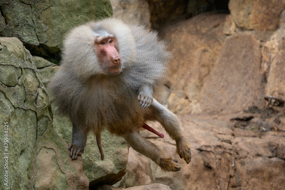 Hamadryas Baboon - Papio hamadryas, beautiful large primate from the ...