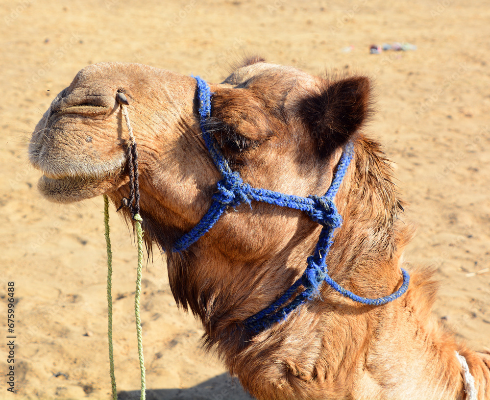 Camel, face while waiting for tourists for camel ride at Thar desert ...