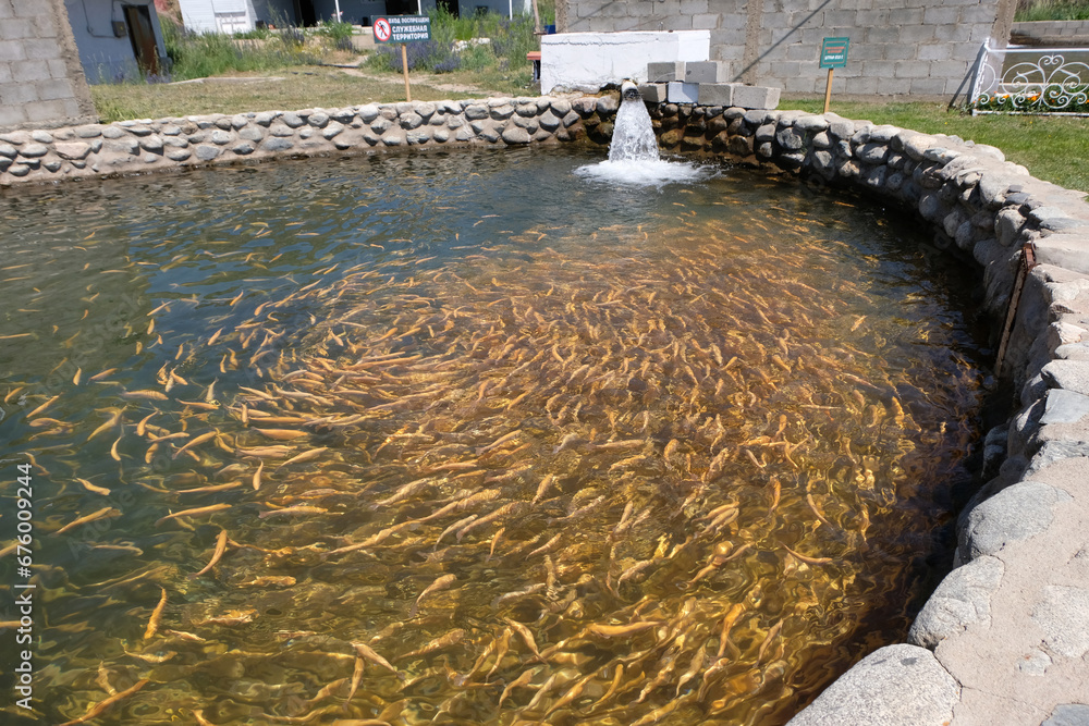 Trout farming. Breeding golden, rainbow trout species. Fish farming in ...