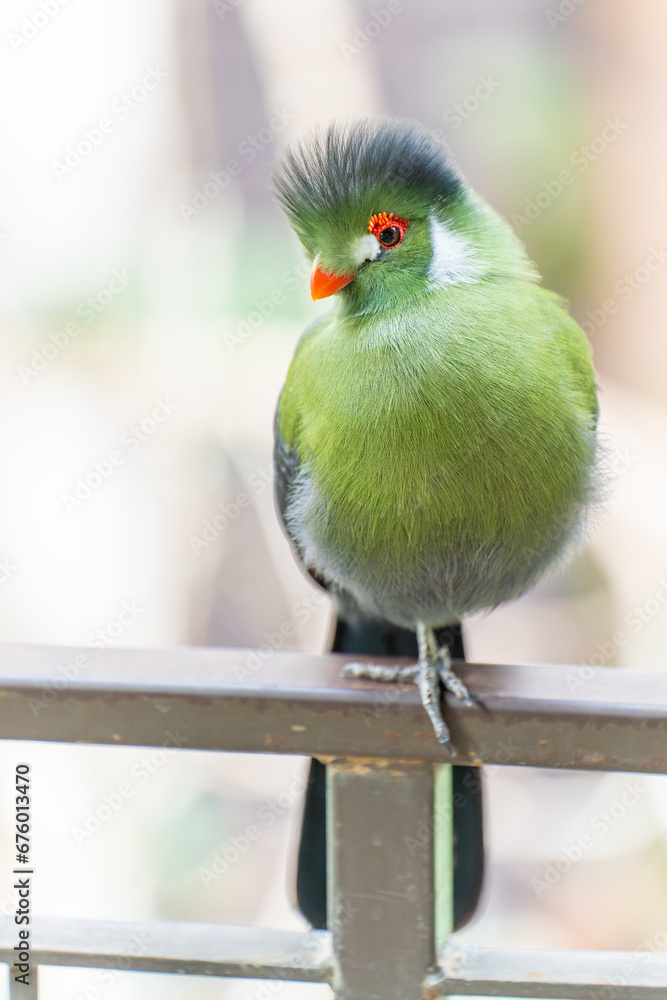 Guinea Turaco green lourie African otidimorph birds. Forests of West ...